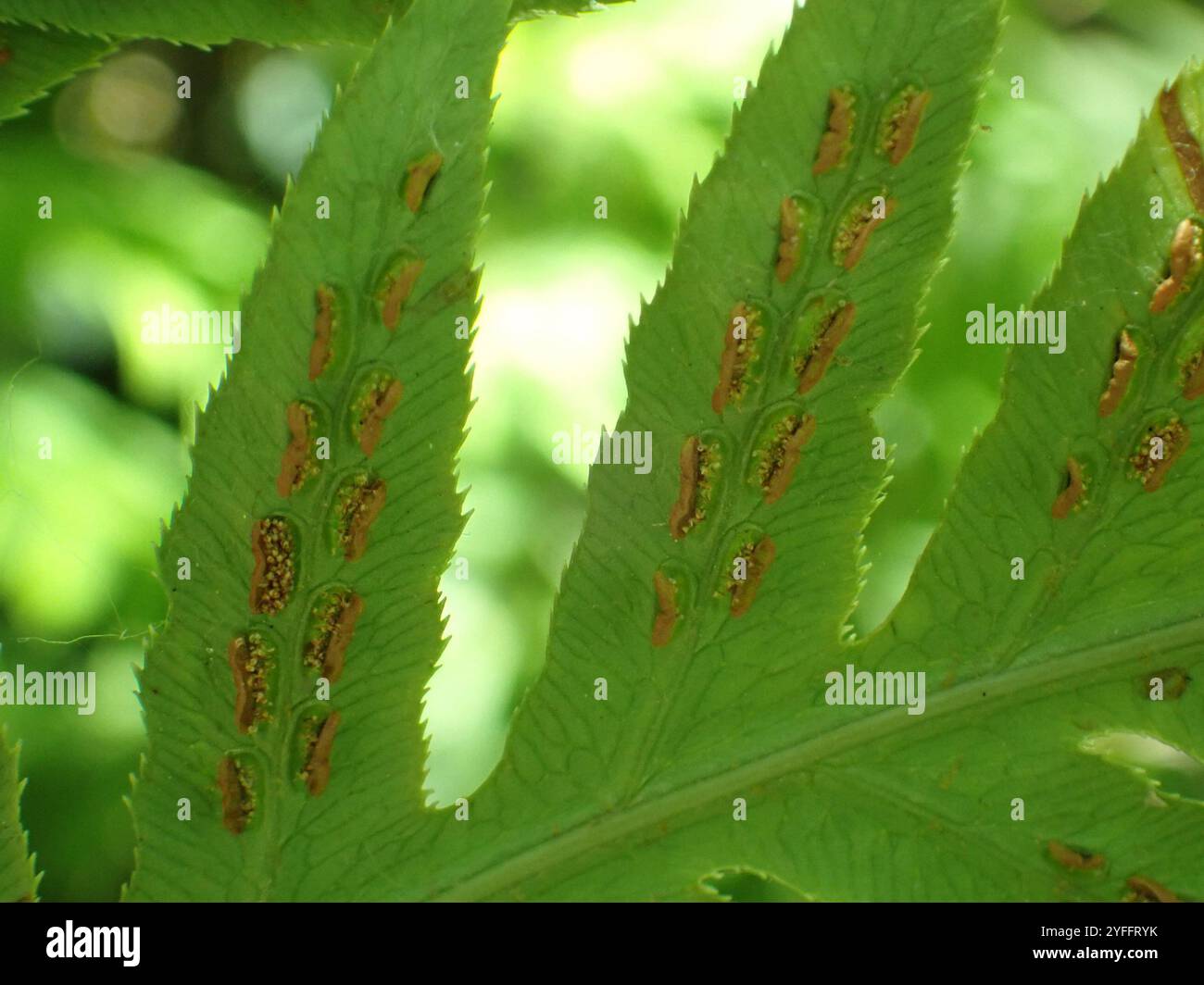 giant chain fern (Woodwardia fimbriata Stock Photo - Alamy