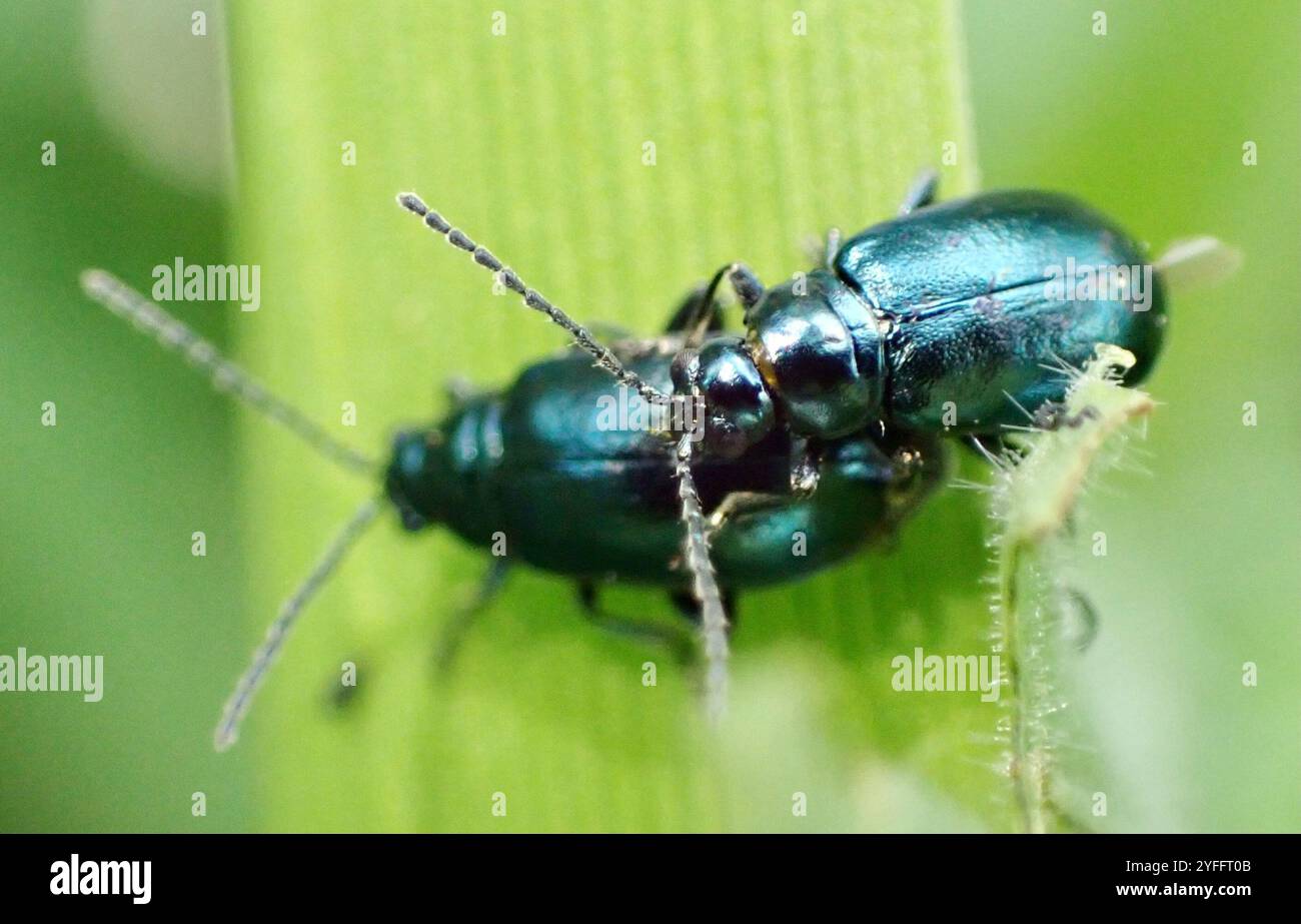 Metallic Flea Beetles (Altica Stock Photo - Alamy