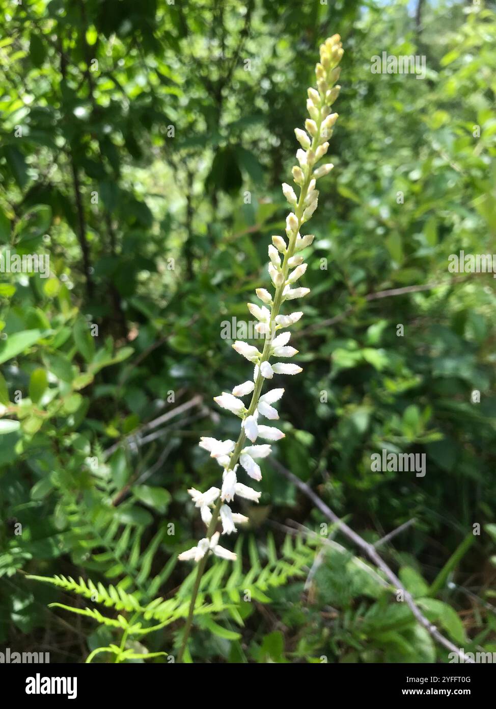White-tubed Colicroot (Aletris farinosa Stock Photo - Alamy