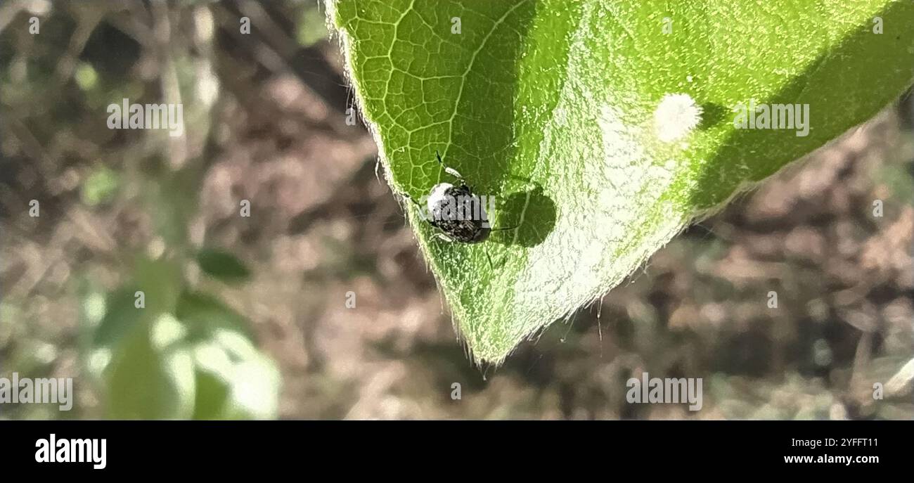 Bean weevils hi-res stock photography and images - Alamy