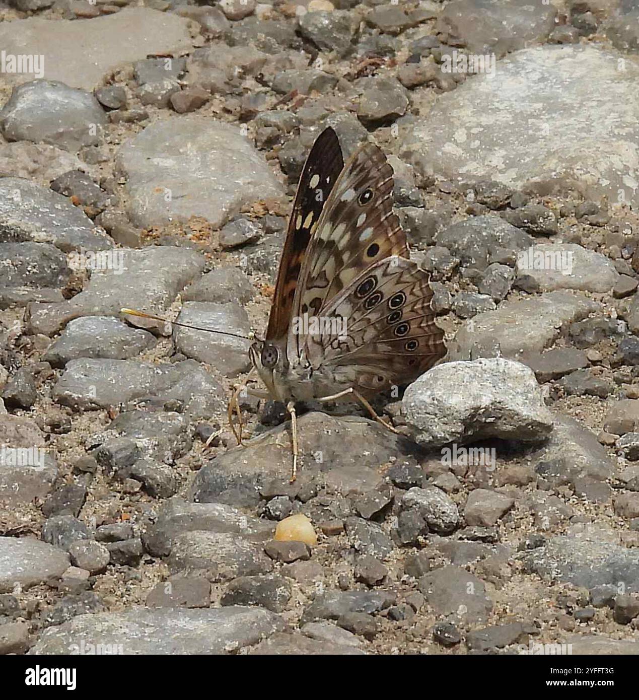 Hackberry Emperor (Asterocampa celtis Stock Photo - Alamy