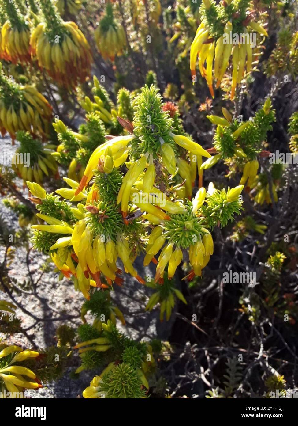 Red Hanging Heath (Erica coccinea coccinea Stock Photo - Alamy