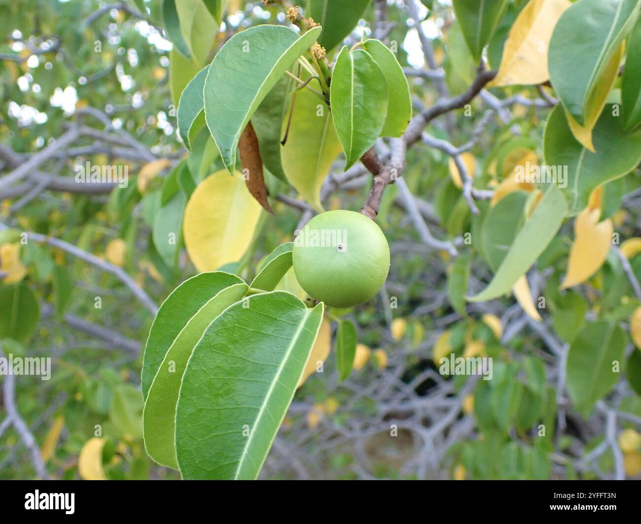 Manchineel (Hippomane mancinella Stock Photo - Alamy