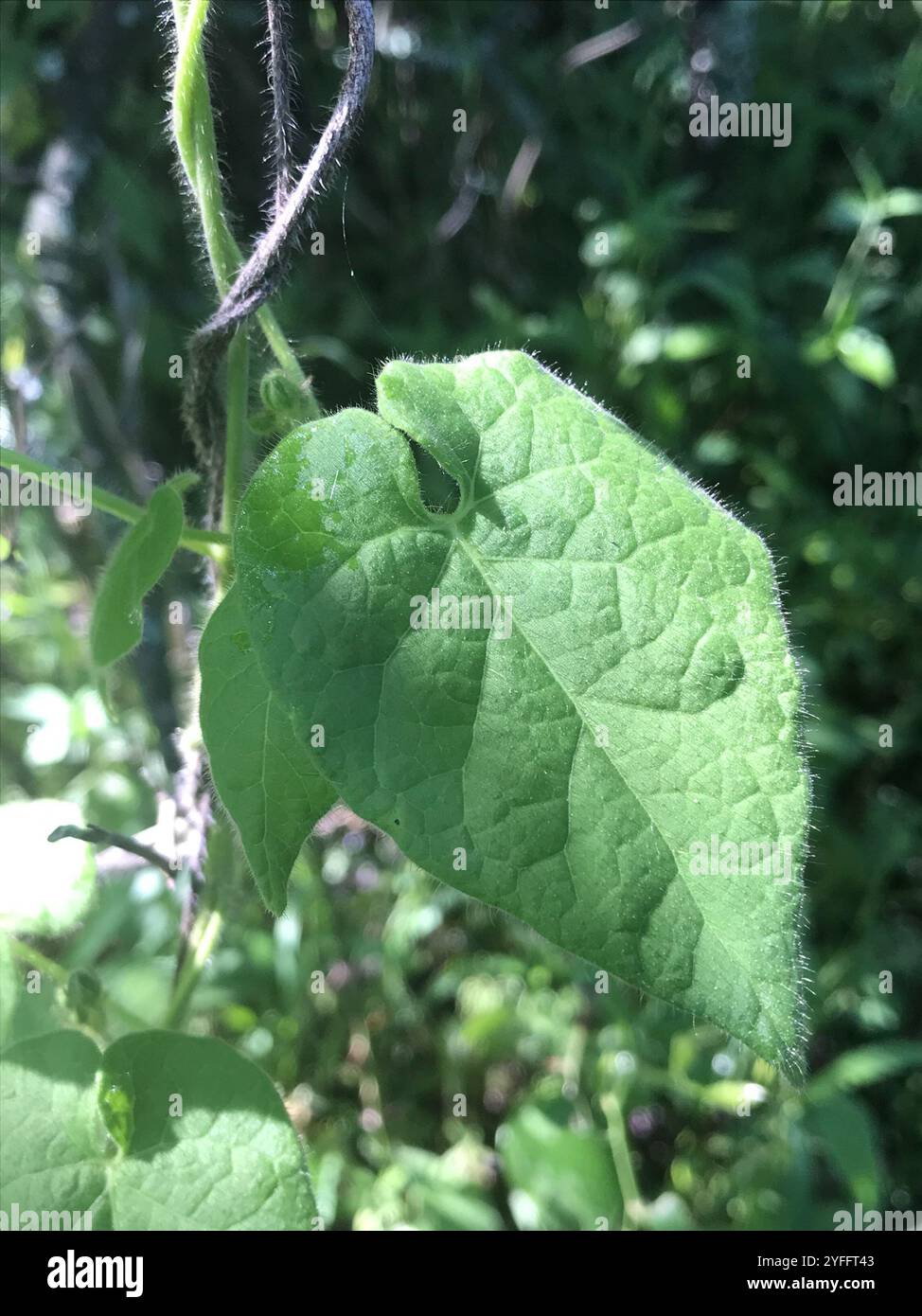 Pearl Milkweed (Matelea reticulata Stock Photo - Alamy