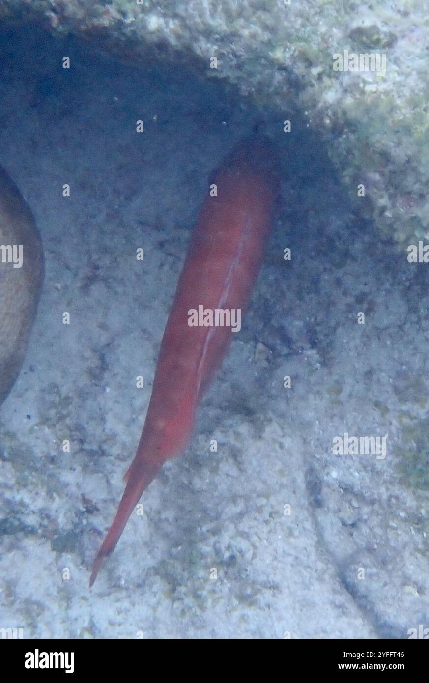 Ray-finned Fishes (Actinopterygii Stock Photo - Alamy