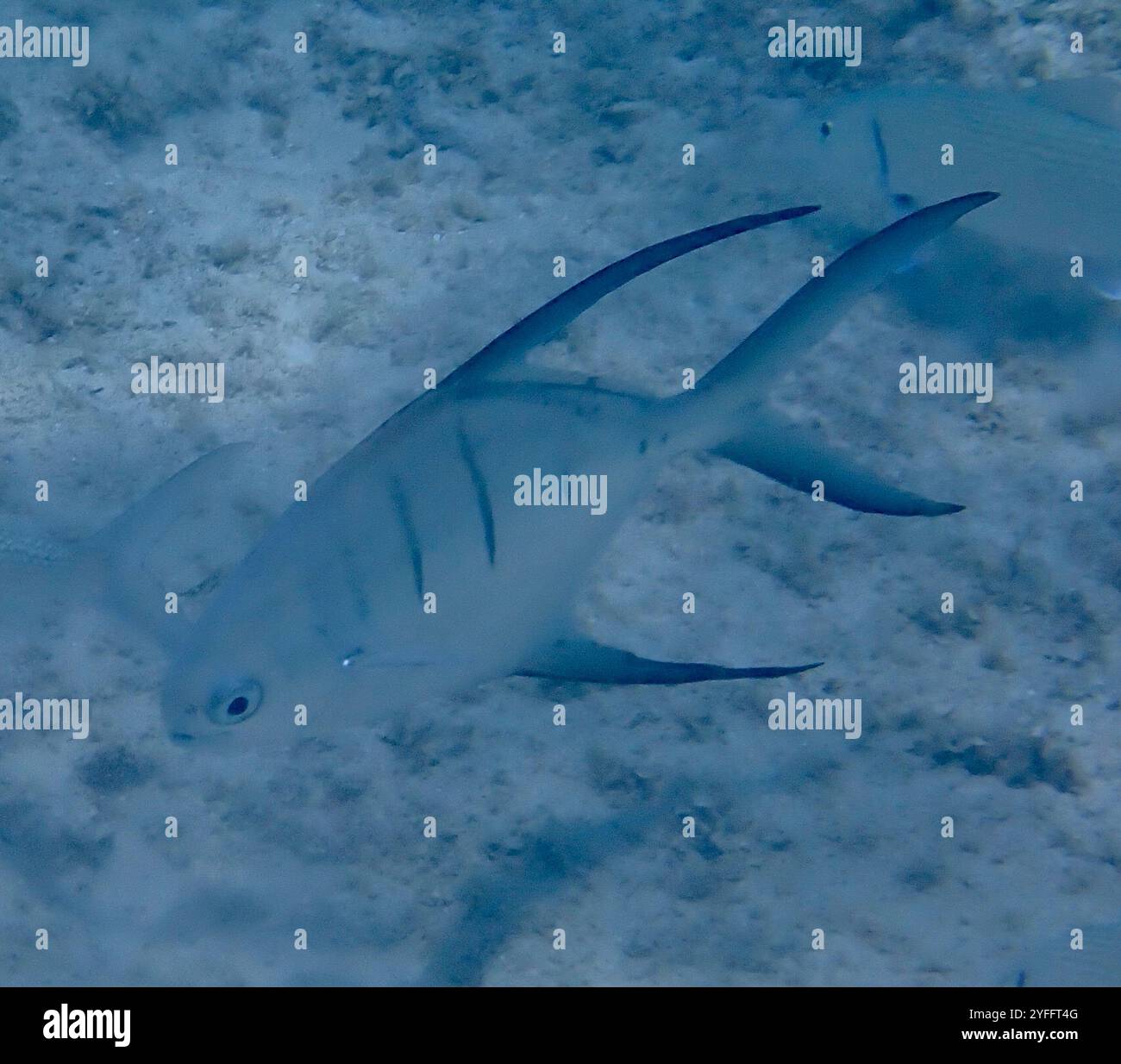 Palometa (Trachinotus goodei Stock Photo - Alamy