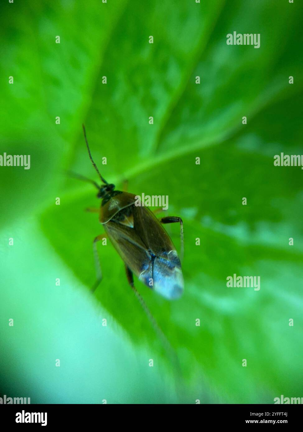 handsome plant bug (Harpocera thoracica Stock Photo - Alamy