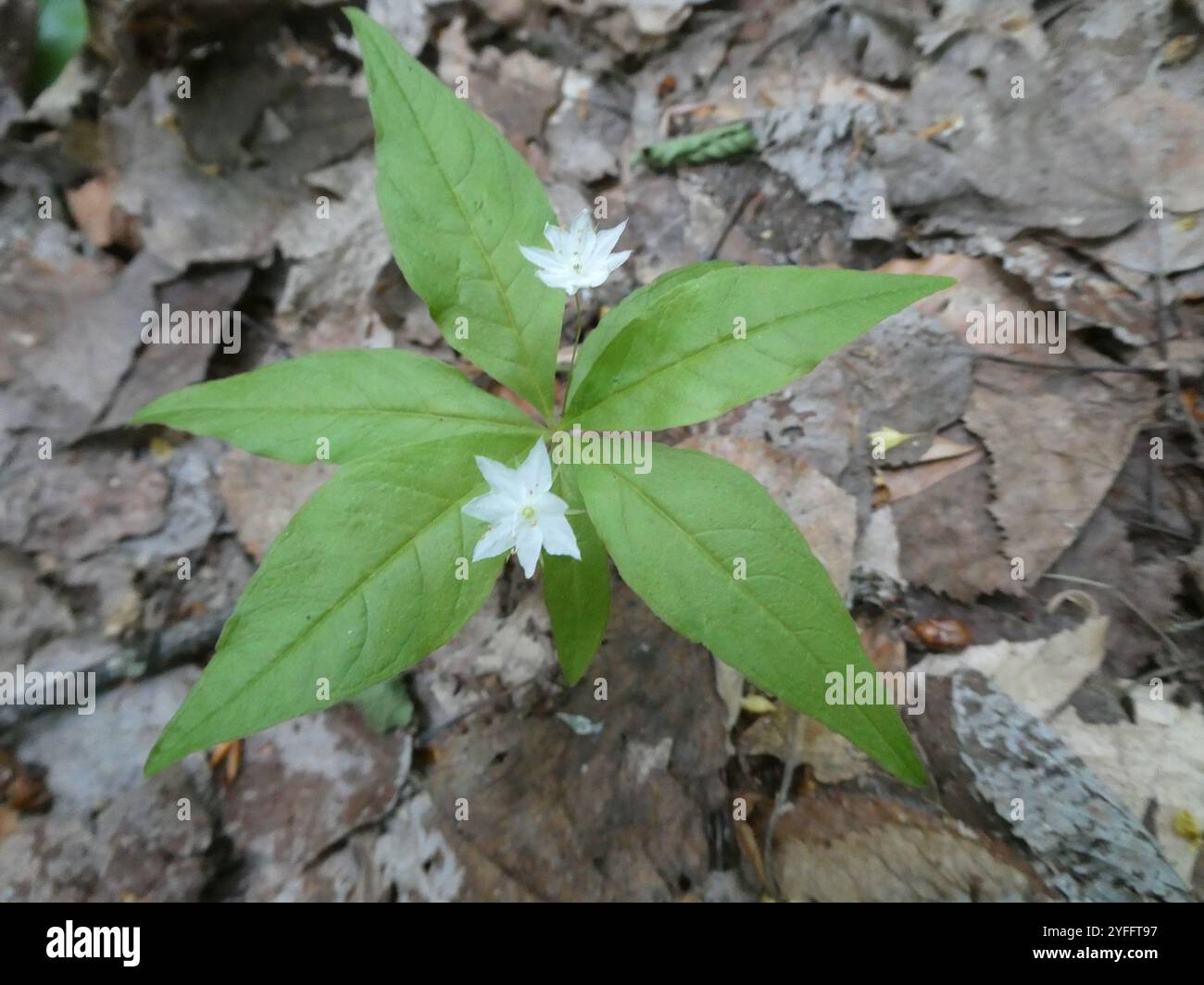 northern starflower (Lysimachia borealis Stock Photo - Alamy