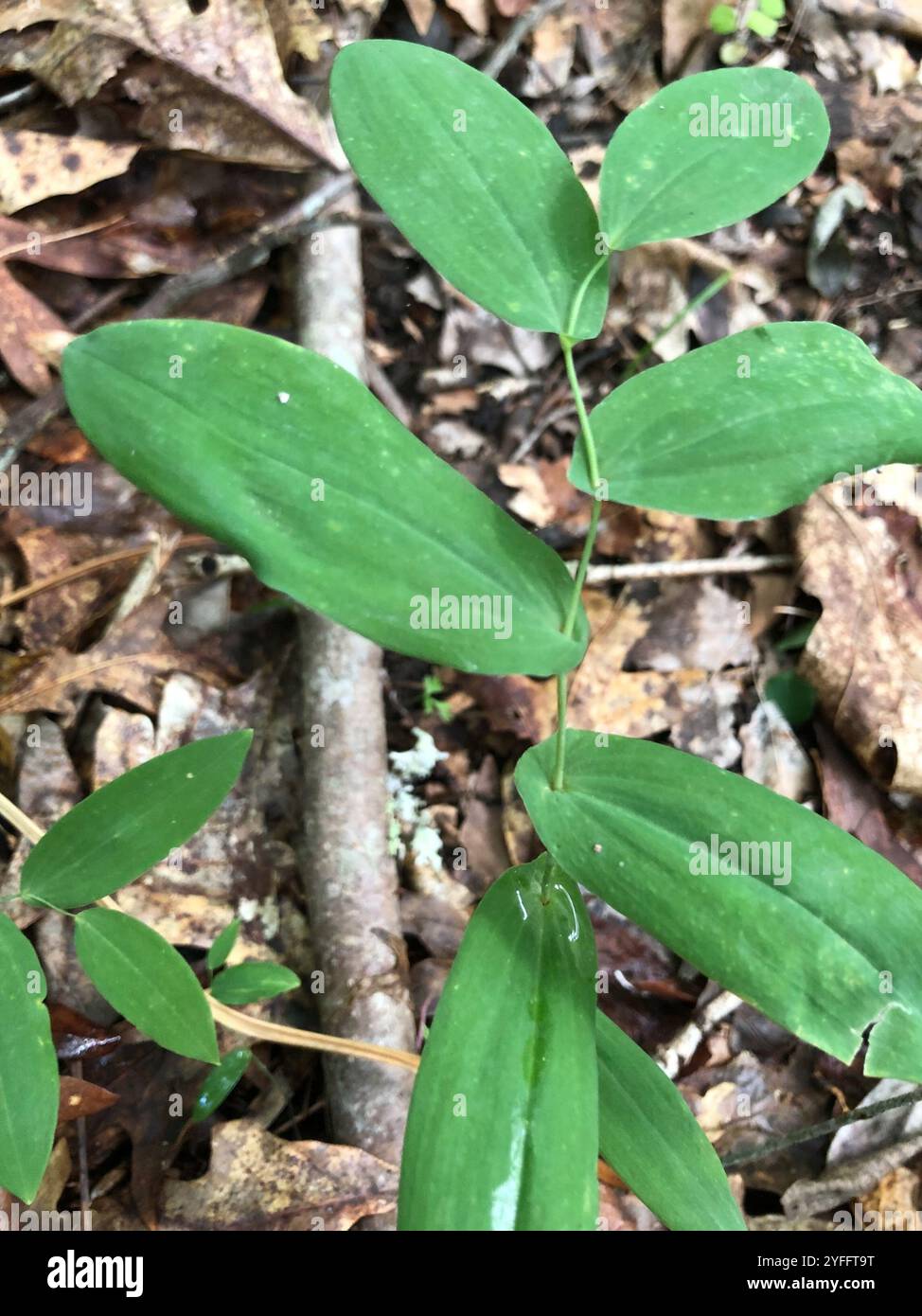 perfoliate bellwort (Uvularia perfoliata Stock Photo - Alamy