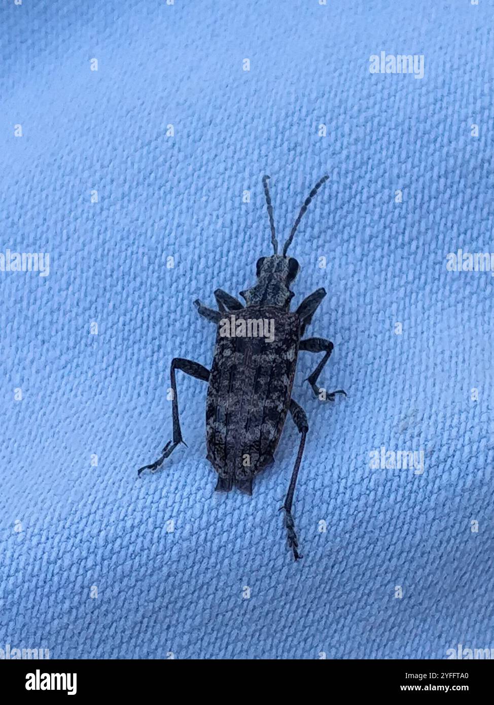 Ribbed Pine Borer (Rhagium inquisitor Stock Photo - Alamy