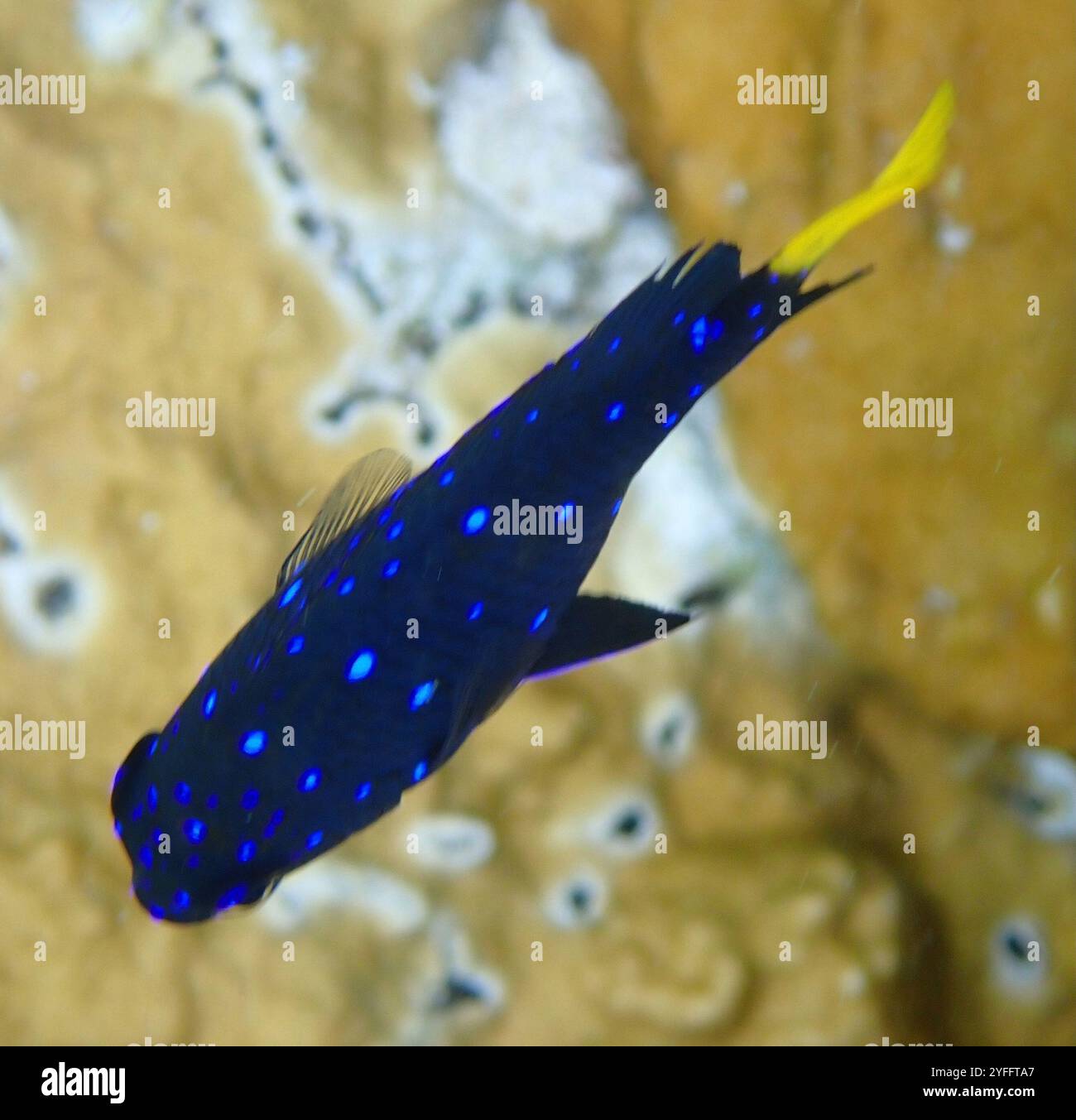 Yellowtail Damselfish (Microspathodon chrysurus Stock Photo - Alamy