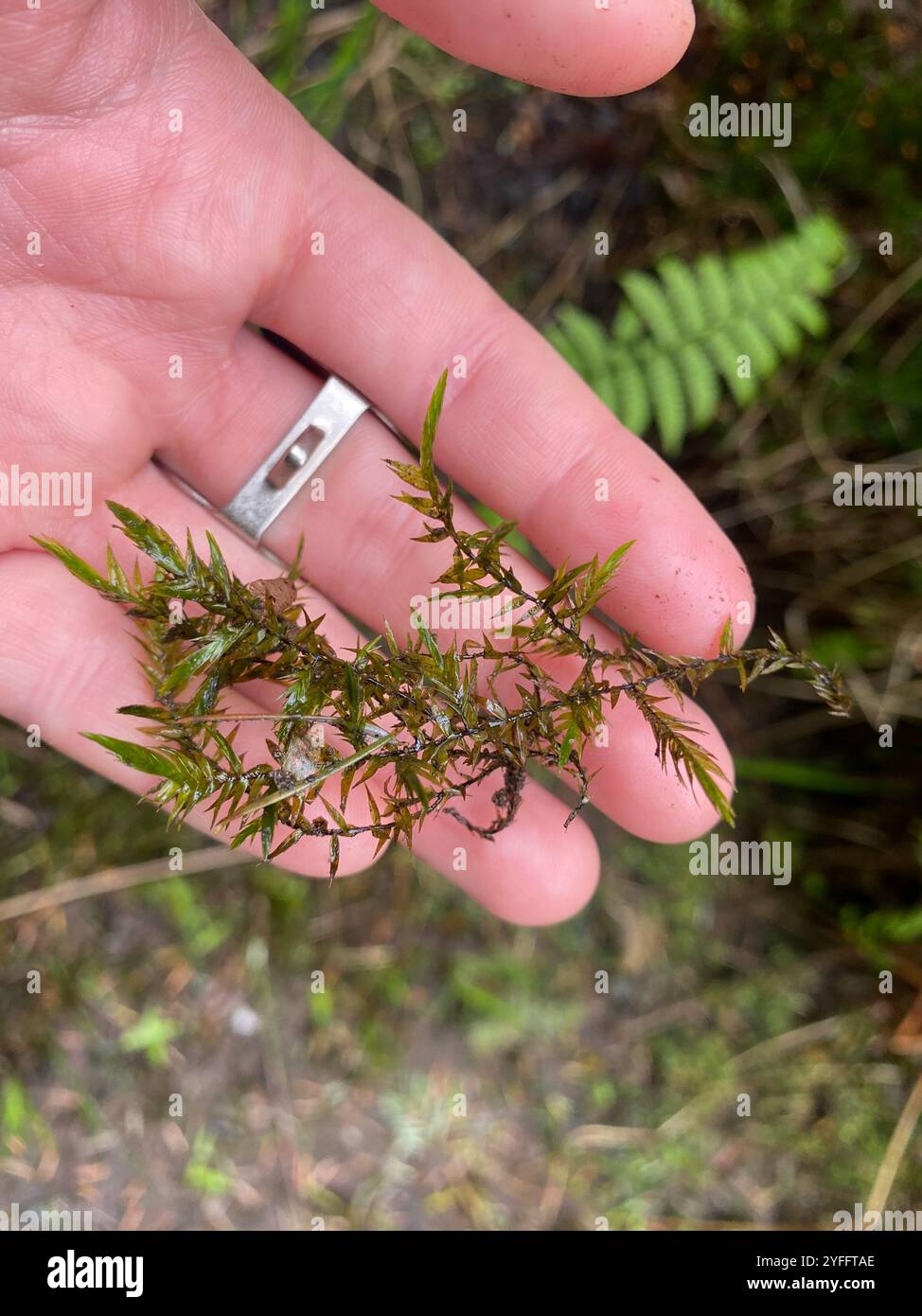 Fontinalis antipyretica willow moss hi-res stock photography and images ...