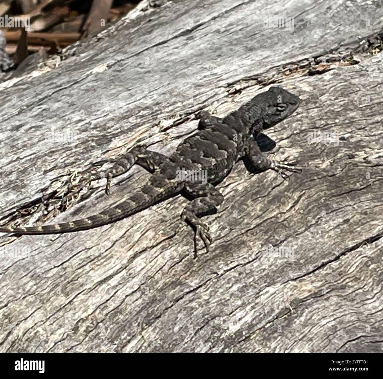Coast Range Fence Lizard (Sceloporus occidentalis bocourtii Stock Photo ...
