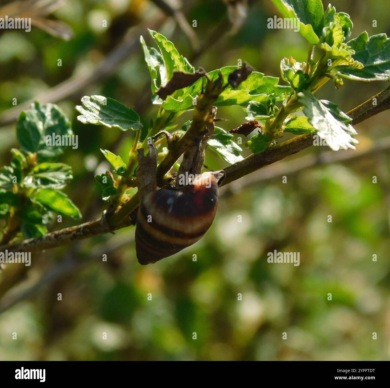 West Indian Bulimulus (Bulimulus guadalupensis Stock Photo - Alamy