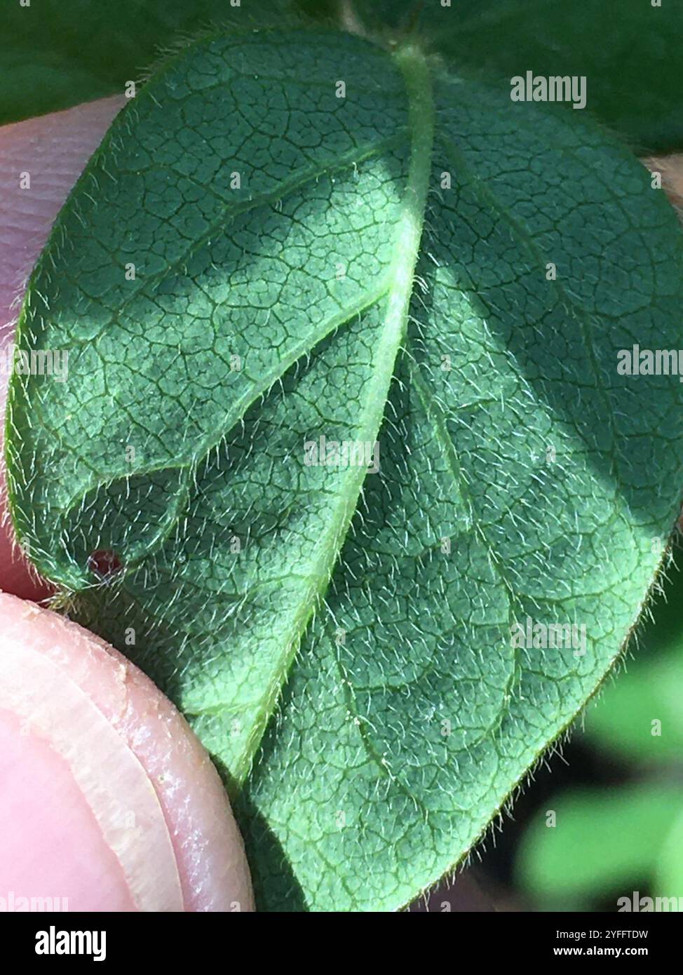 Little-leaf Tick-clover (Desmodium ciliare Stock Photo - Alamy
