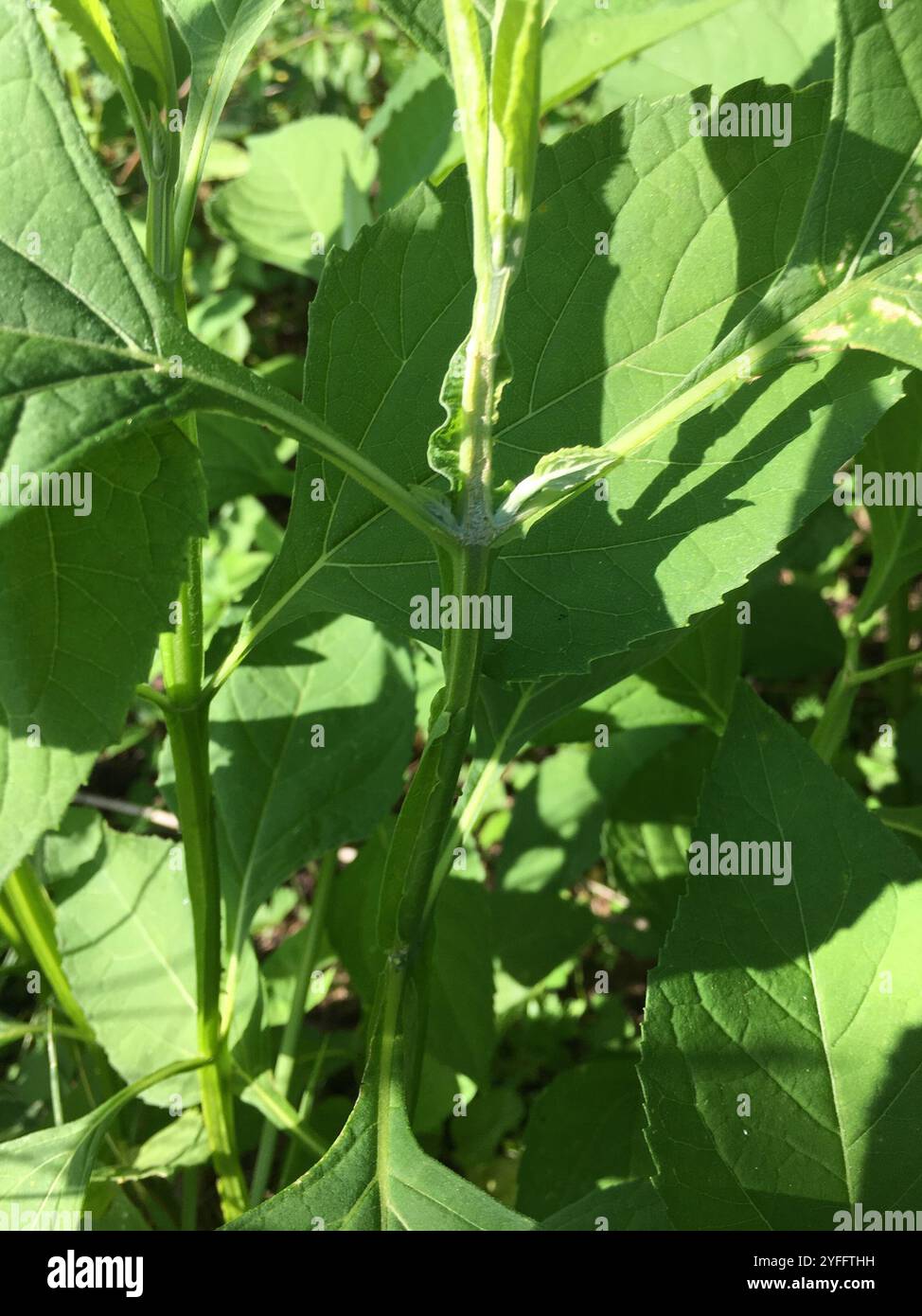 Yellow Crownbeard (Verbesina occidentalis Stock Photo - Alamy