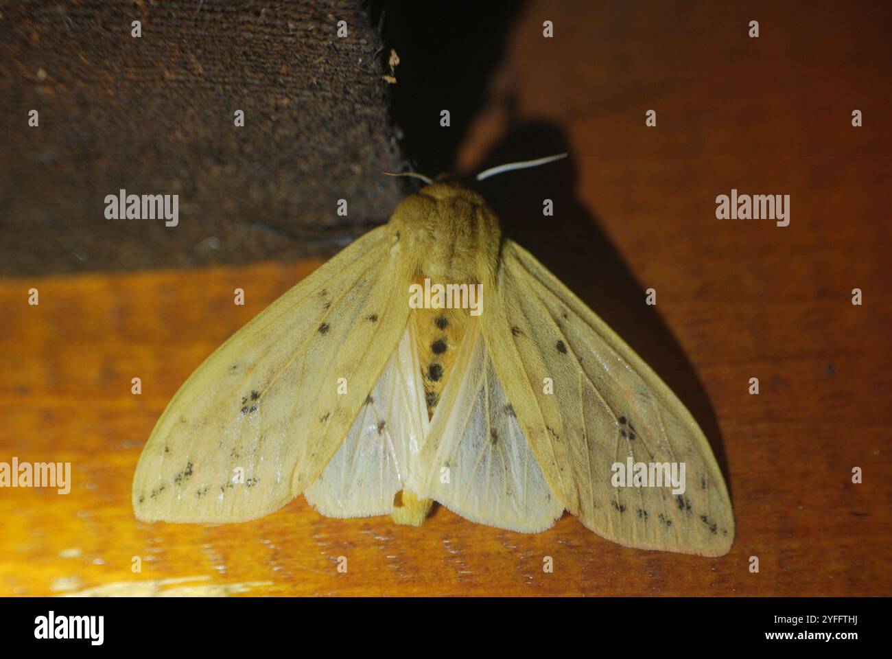 Isabella Tiger Moth (Pyrrharctia isabella Stock Photo - Alamy