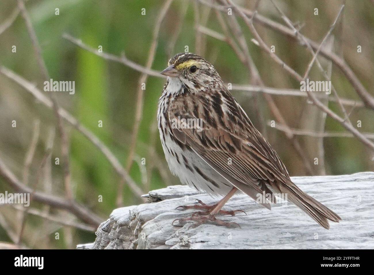 Savannah Sparrow (Passerculus sandwichensis Stock Photo - Alamy