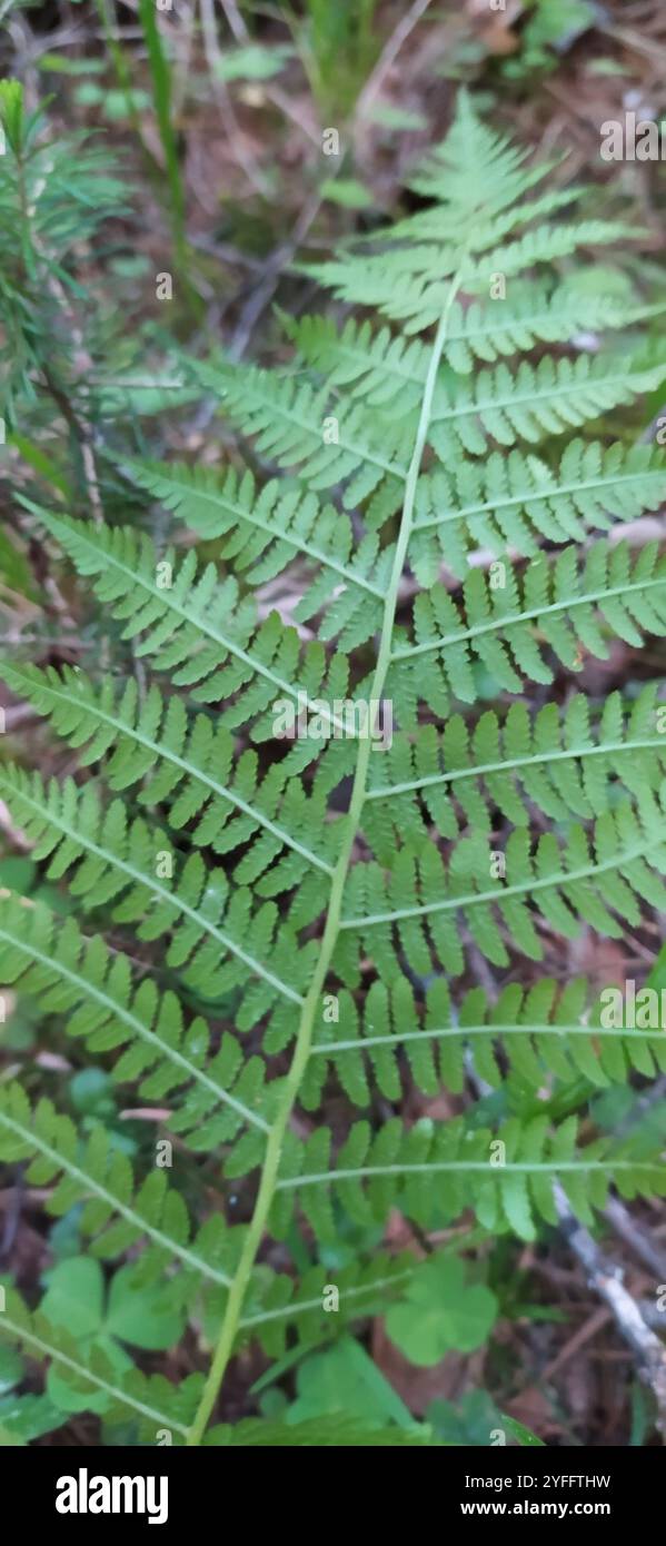 lady fern (Athyrium filix-femina Stock Photo - Alamy