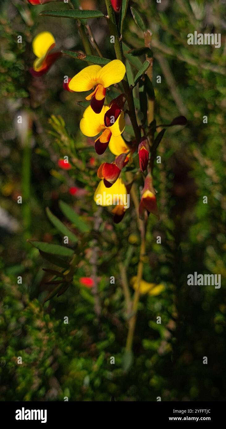 Variable bossiaea hi-res stock photography and images - Alamy