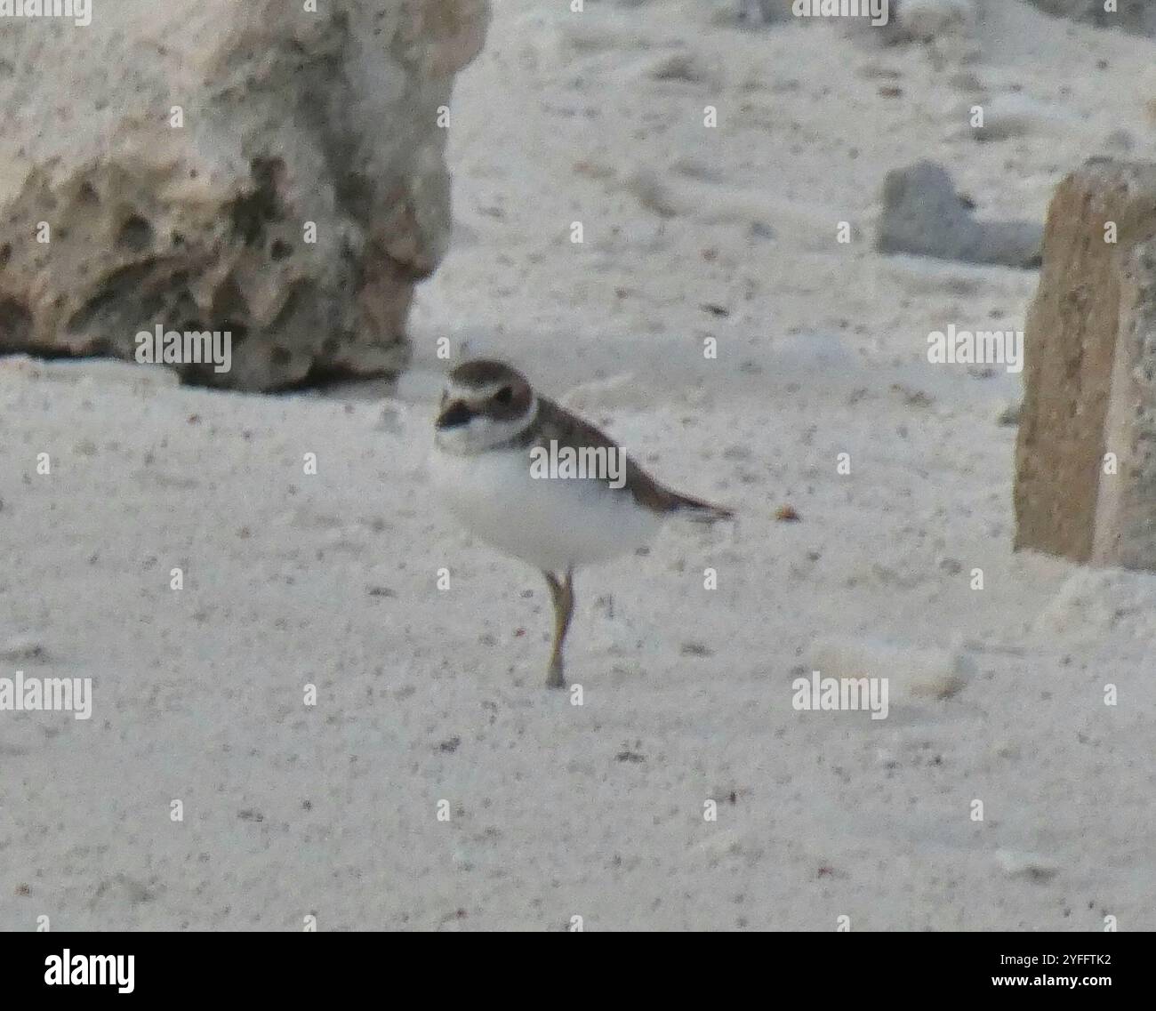 Anarhynchus wilsonia hi-res stock photography and images - Alamy