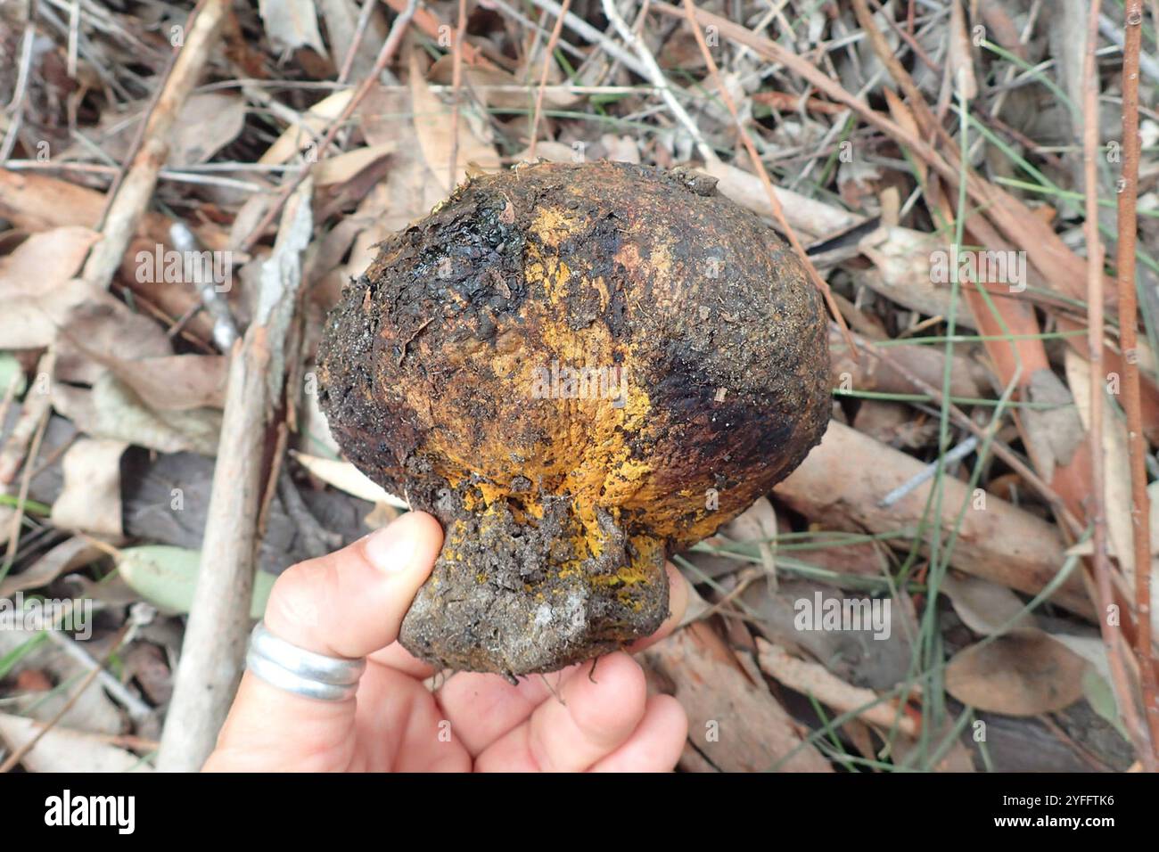 Dead Man's Foot (Pisolithus tinctorius Stock Photo - Alamy