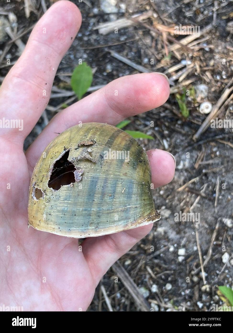 Common Apple Snails (Pomacea Stock Photo - Alamy