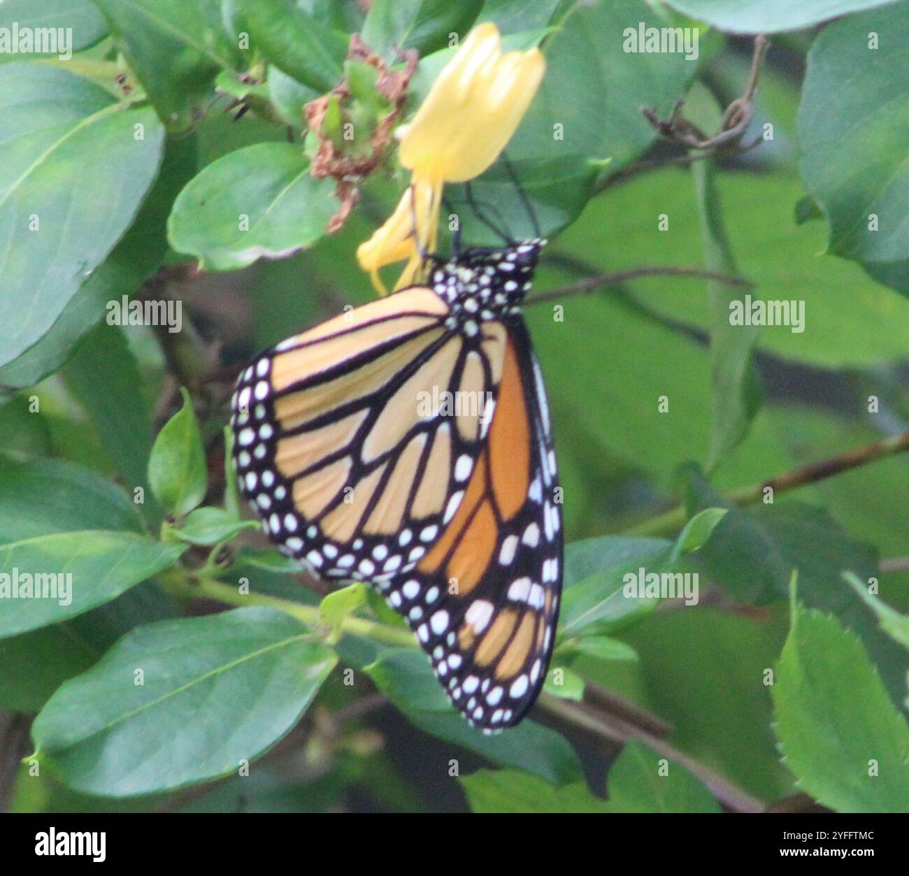 Monarch (Danaus plexippus Stock Photo - Alamy