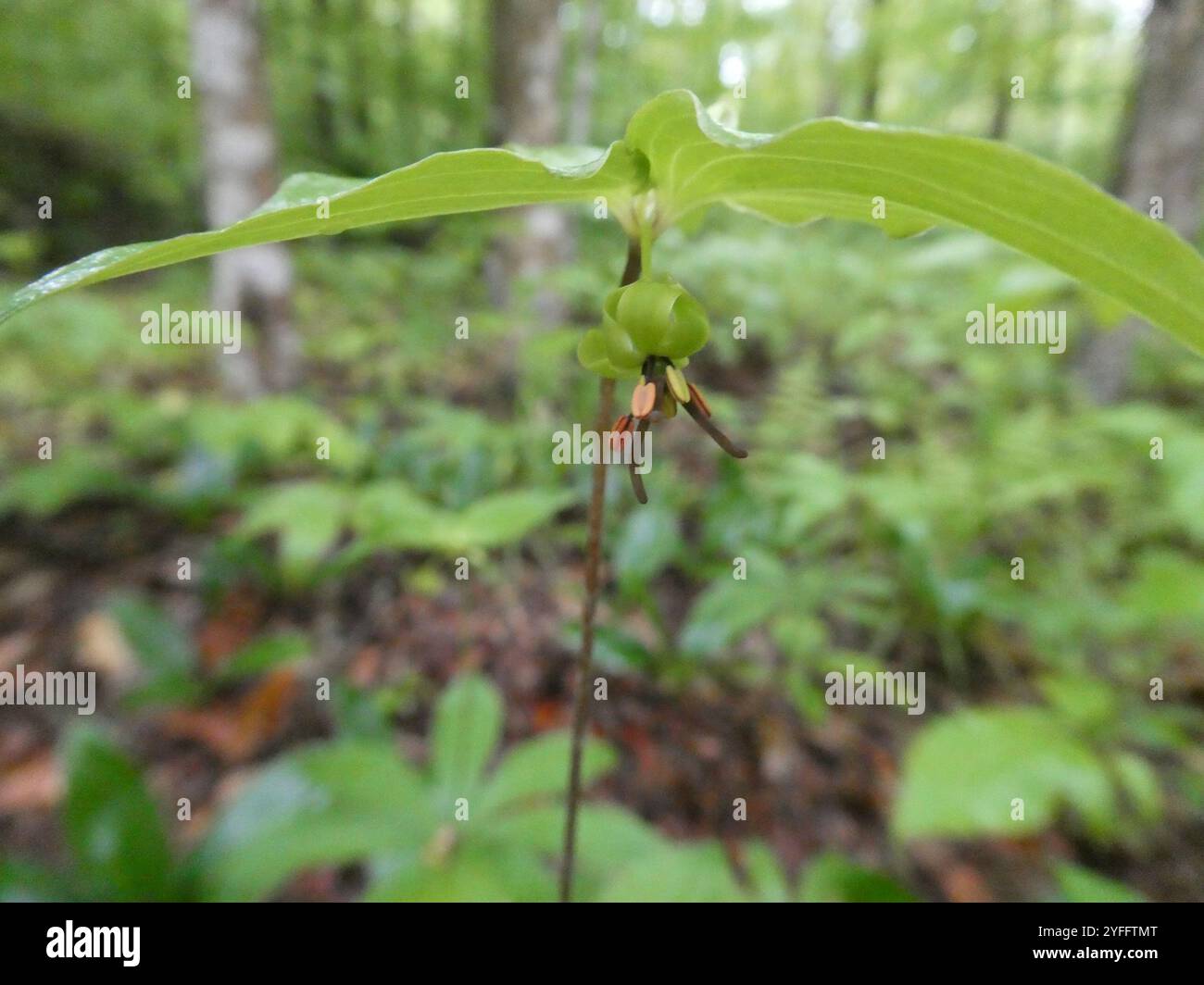Cucumber Root (Medeola virginiana Stock Photo - Alamy