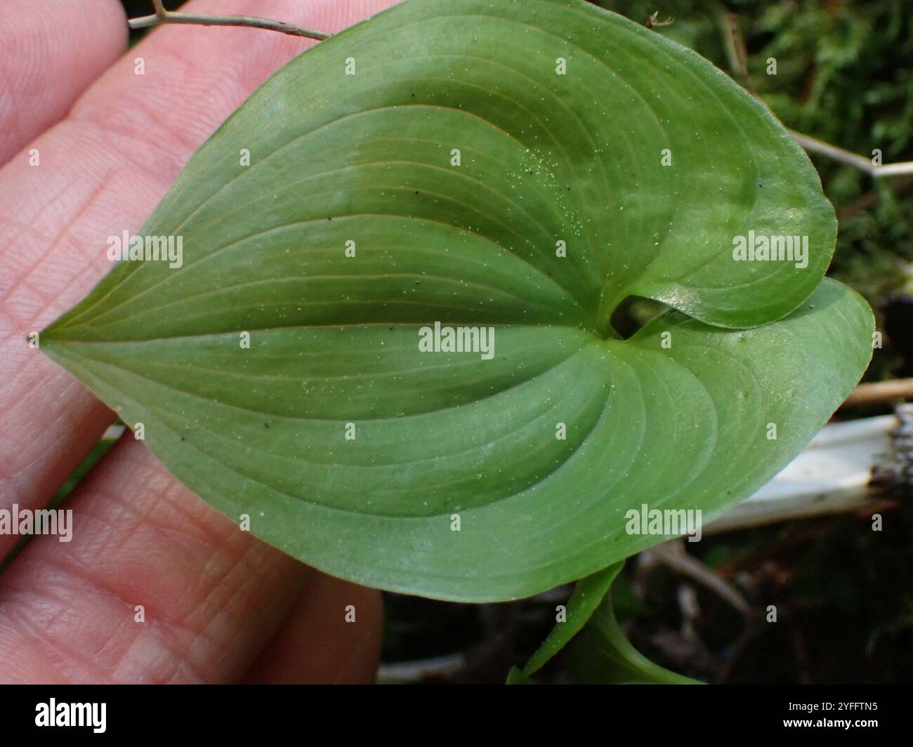 Western Lily of the Valley (Maianthemum dilatatum Stock Photo - Alamy