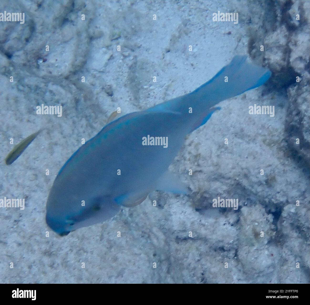 Striped Parrotfish (Scarus iseri Stock Photo - Alamy