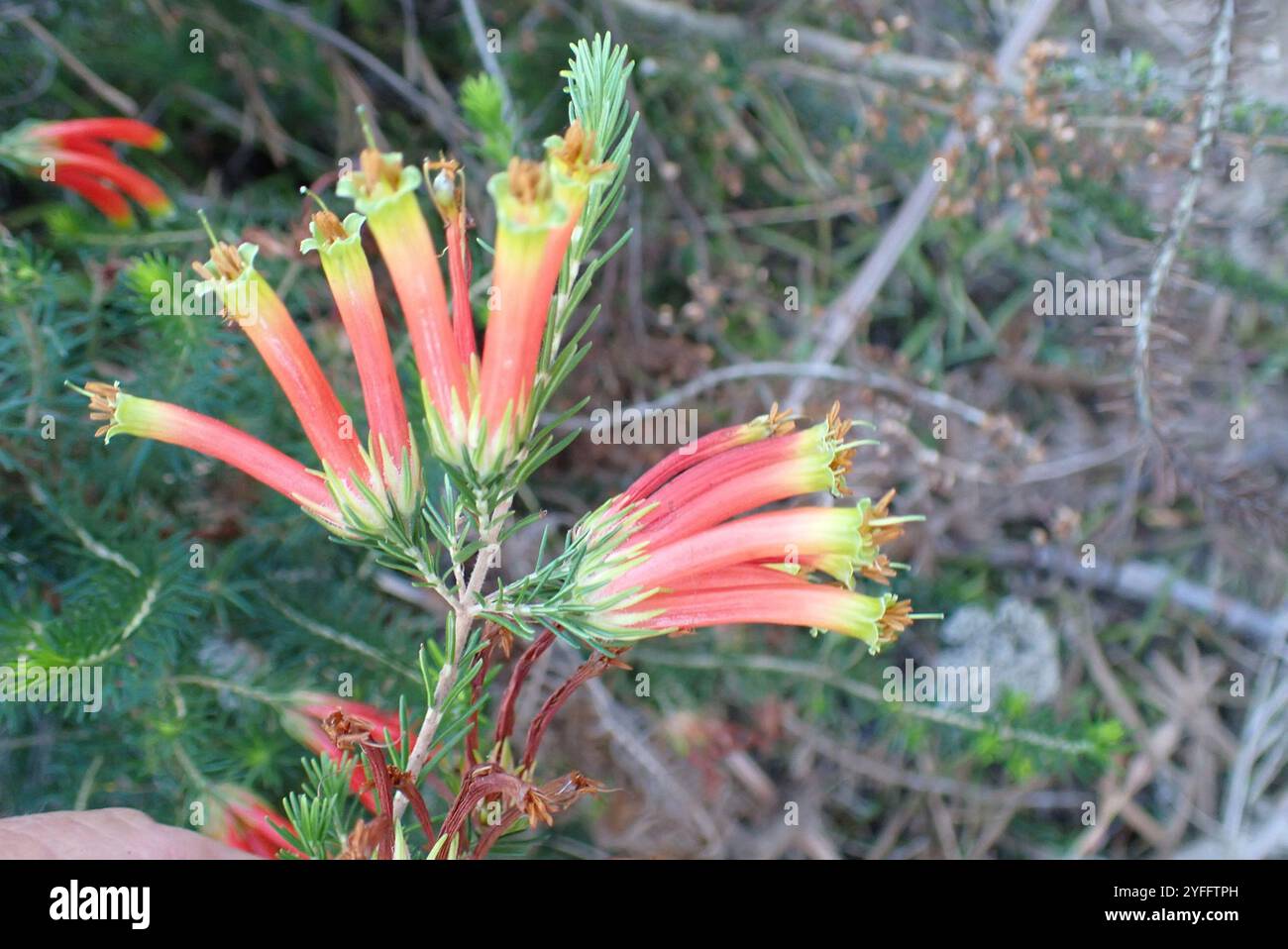 George Onecolour Heath (Erica unicolor georgensis Stock Photo - Alamy
