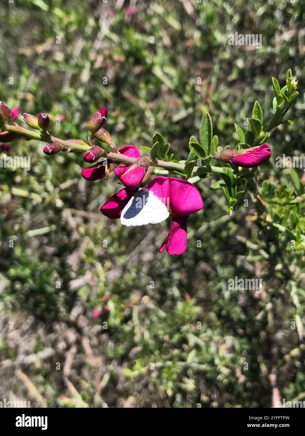 Echo Azure (Celastrina echo Stock Photo - Alamy