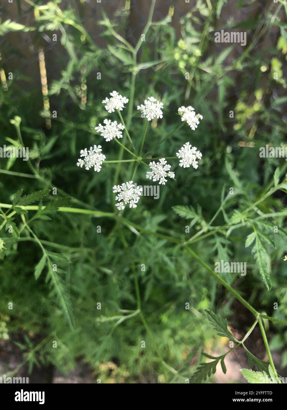 common hedge parsley (Torilis arvensis Stock Photo - Alamy