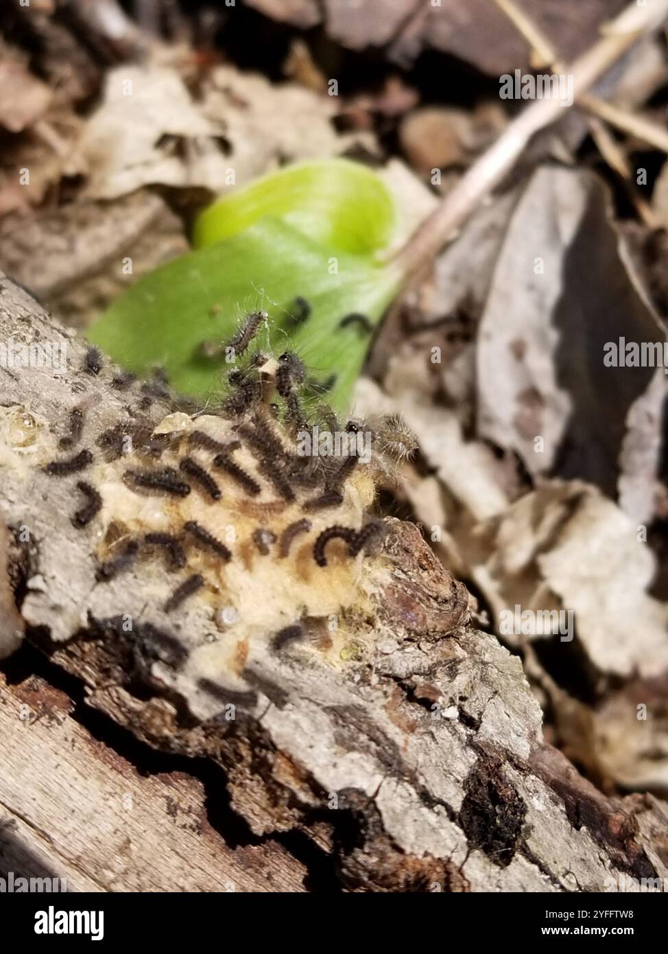 Tussock Moths (Lymantriinae Stock Photo - Alamy