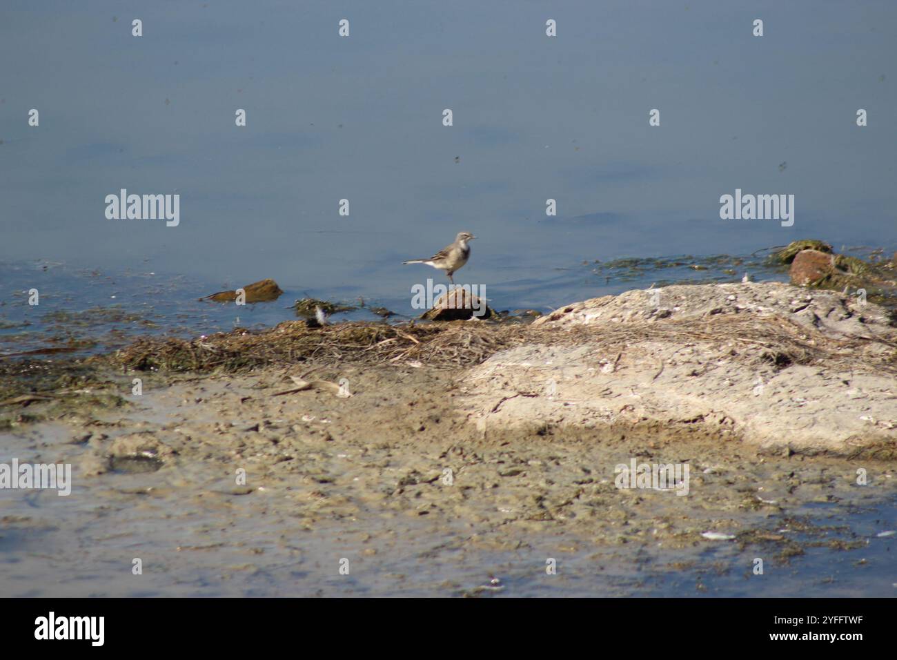 Common Cape Wagtail (Motacilla capensis capensis Stock Photo - Alamy