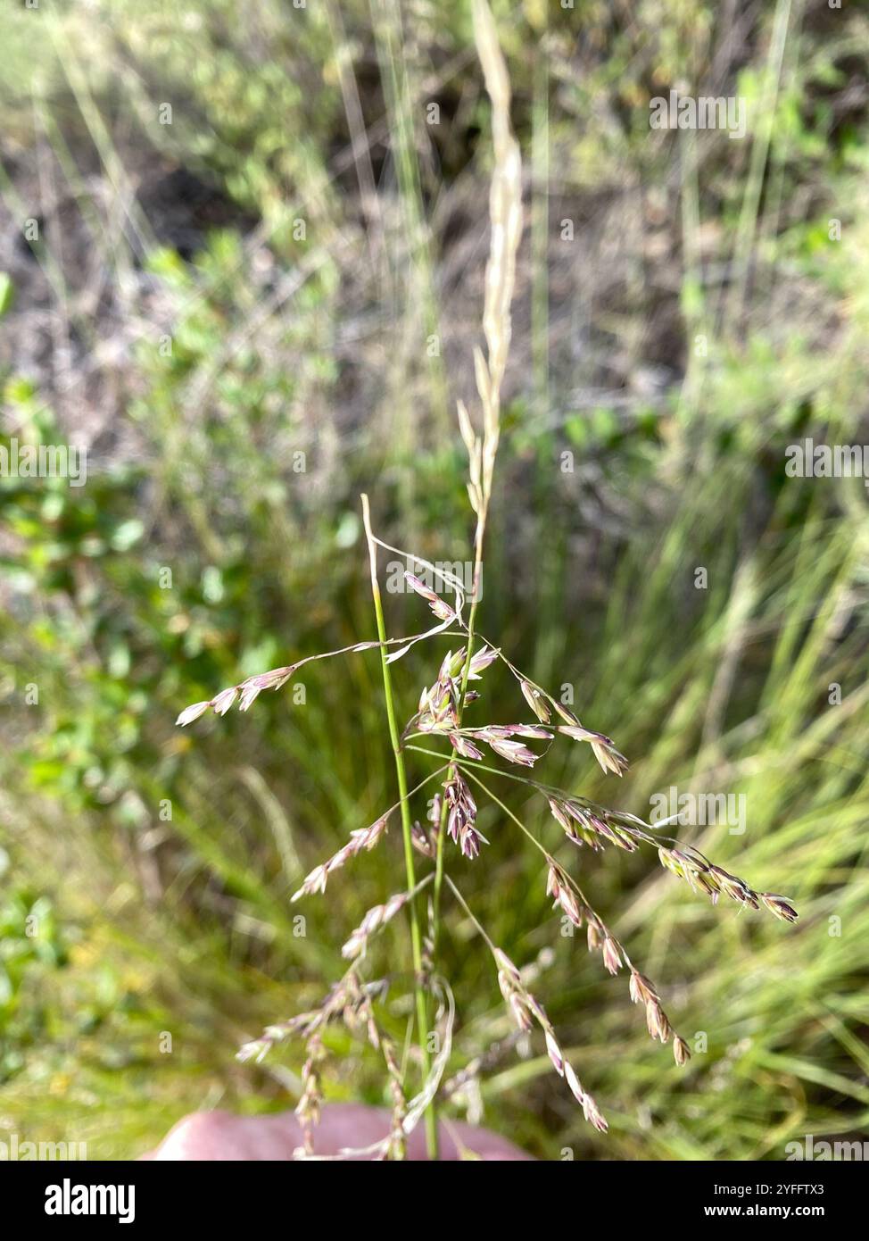smallflower melicgrass (Melica imperfecta Stock Photo - Alamy