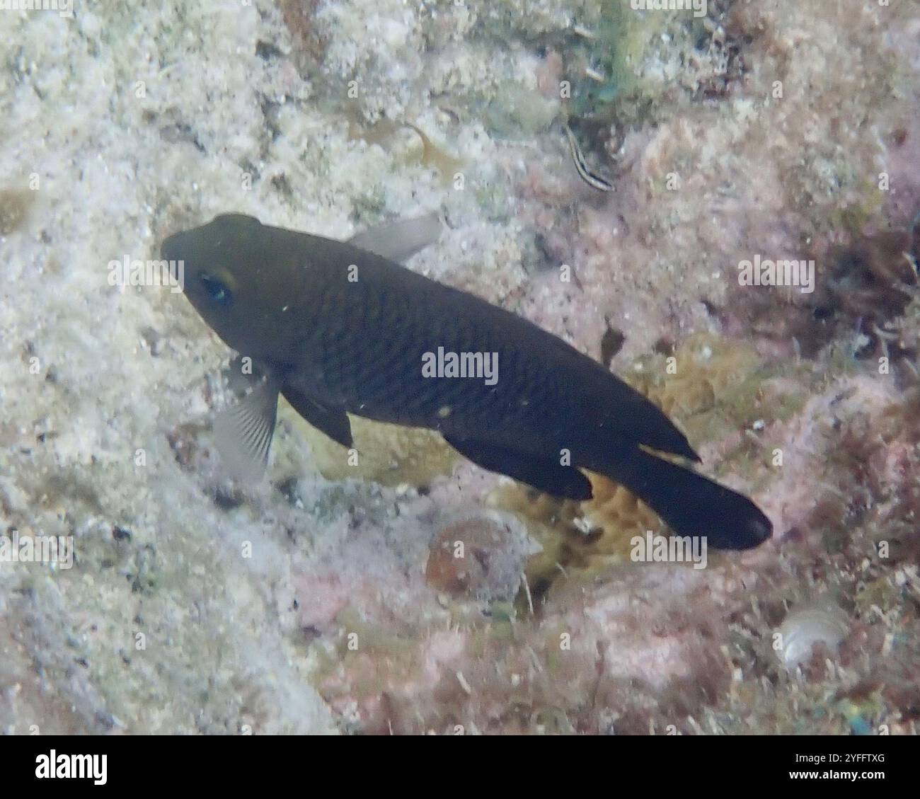 Threespot Damselfish (Stegastes planifrons Stock Photo - Alamy