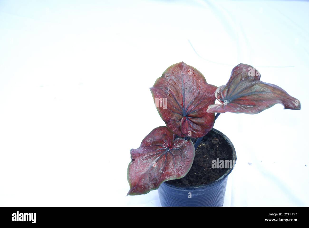 Red Caladium bicolor isolated in white background Stock Photo - Alamy