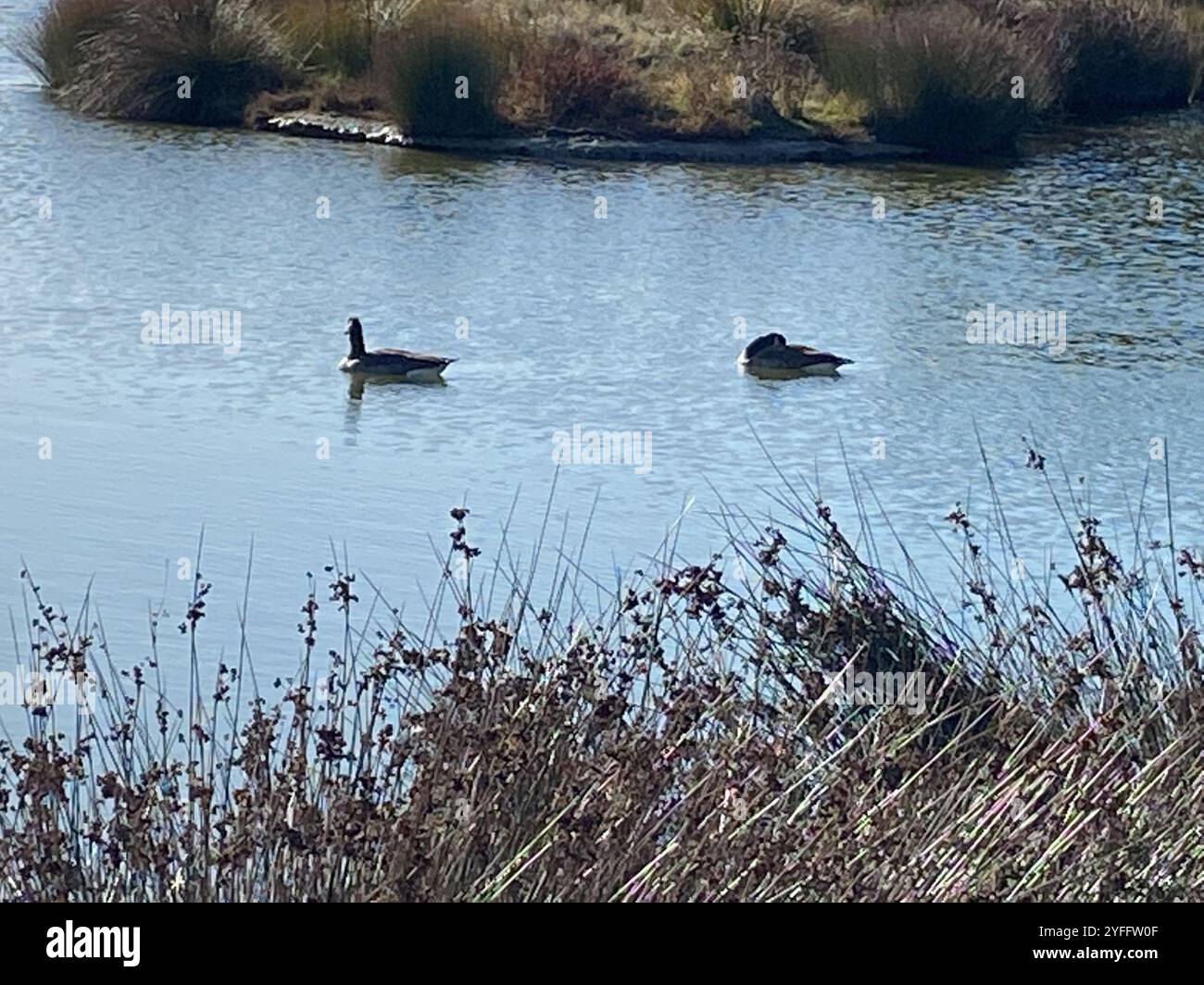 Giant Canada Goose (Branta canadensis maxima Stock Photo - Alamy