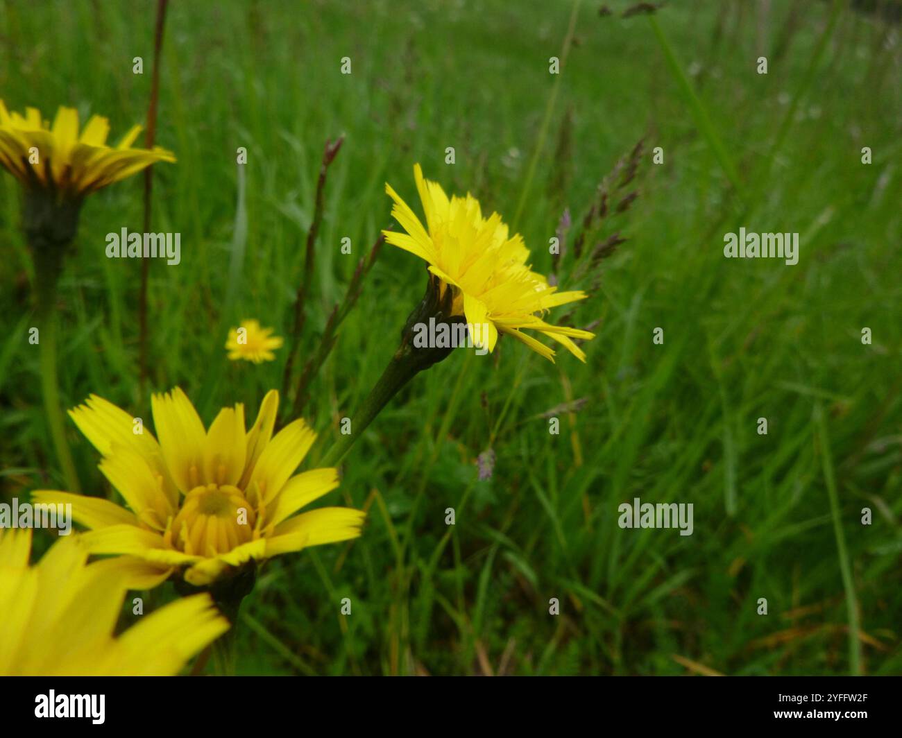 Common Hawkbit (Leontodon hispidus hispidus Stock Photo - Alamy