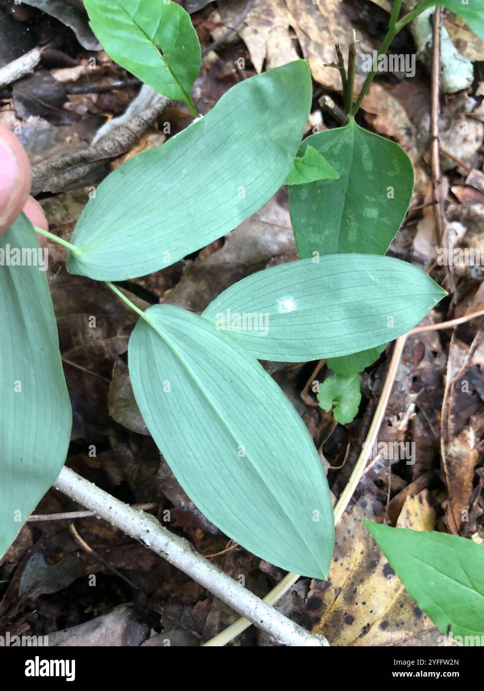 perfoliate bellwort (Uvularia perfoliata Stock Photo - Alamy