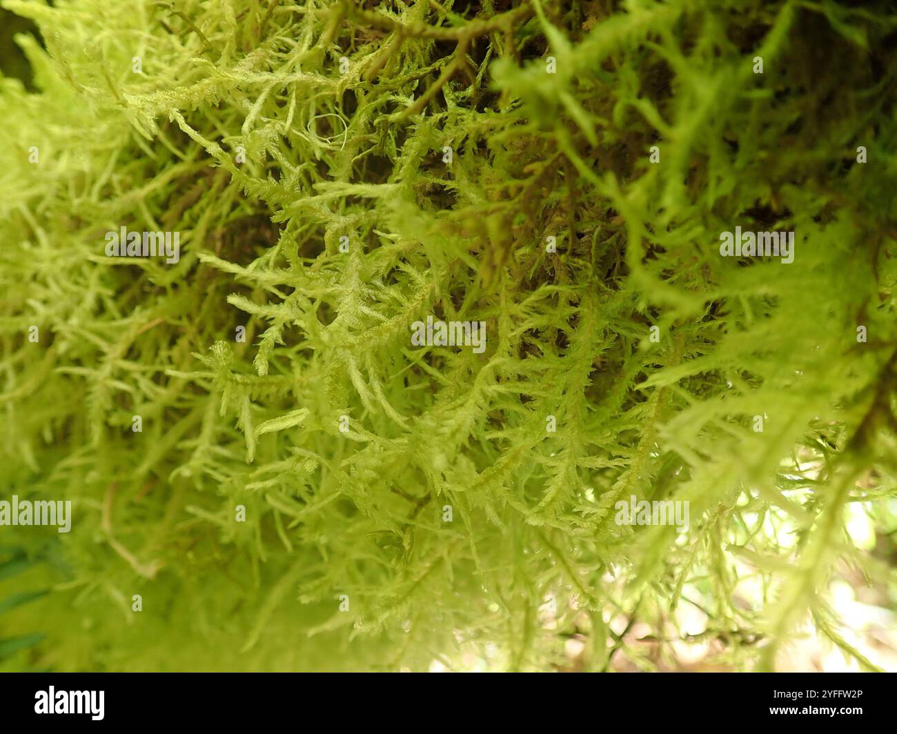 Douglas' Neckera Moss (Neckera douglasii Stock Photo - Alamy