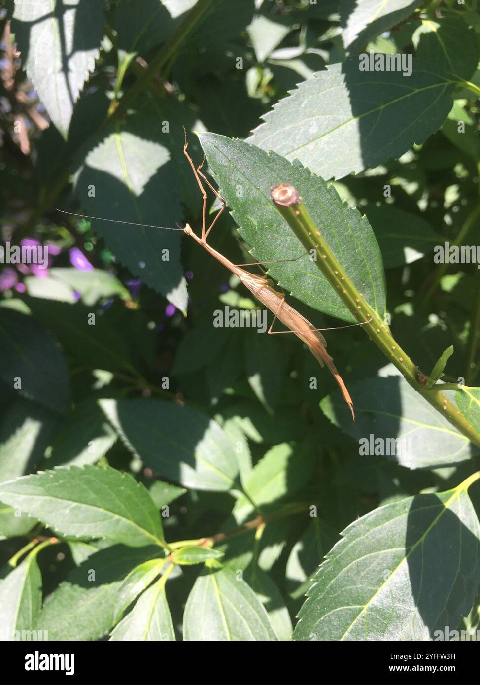 American grass mantis hi-res stock photography and images - Alamy