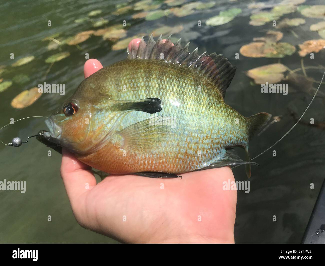Redbreast Sunfish (Lepomis auritus Stock Photo - Alamy