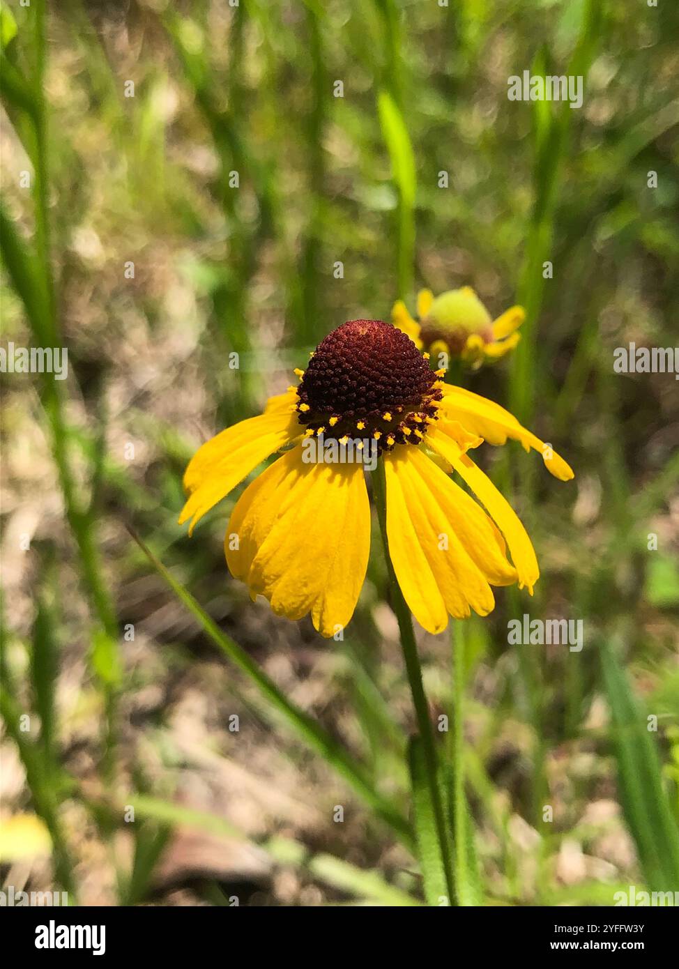 Southern Sneezeweed (Helenium flexuosum Stock Photo - Alamy