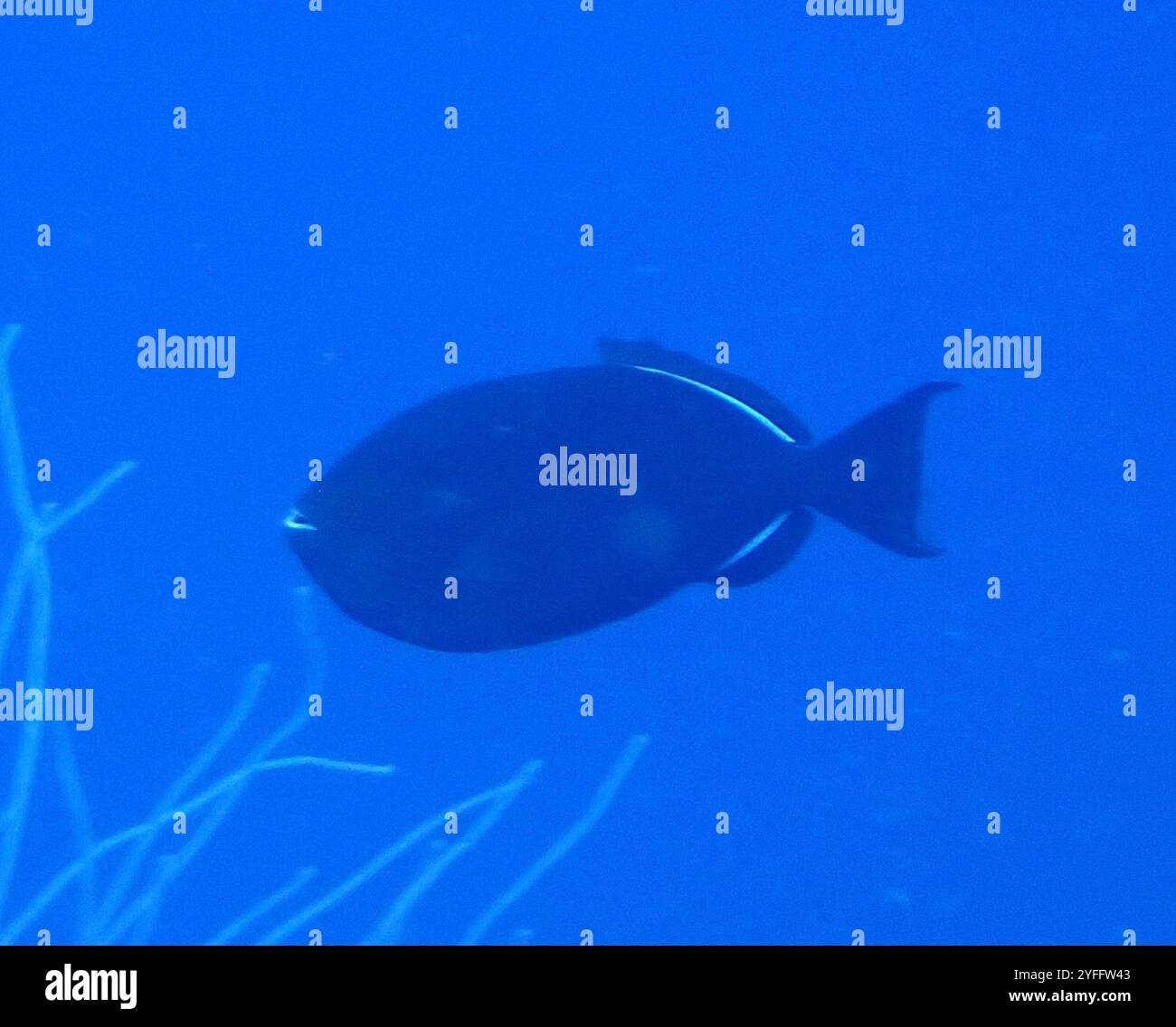 Black Triggerfish (Melichthys niger Stock Photo - Alamy