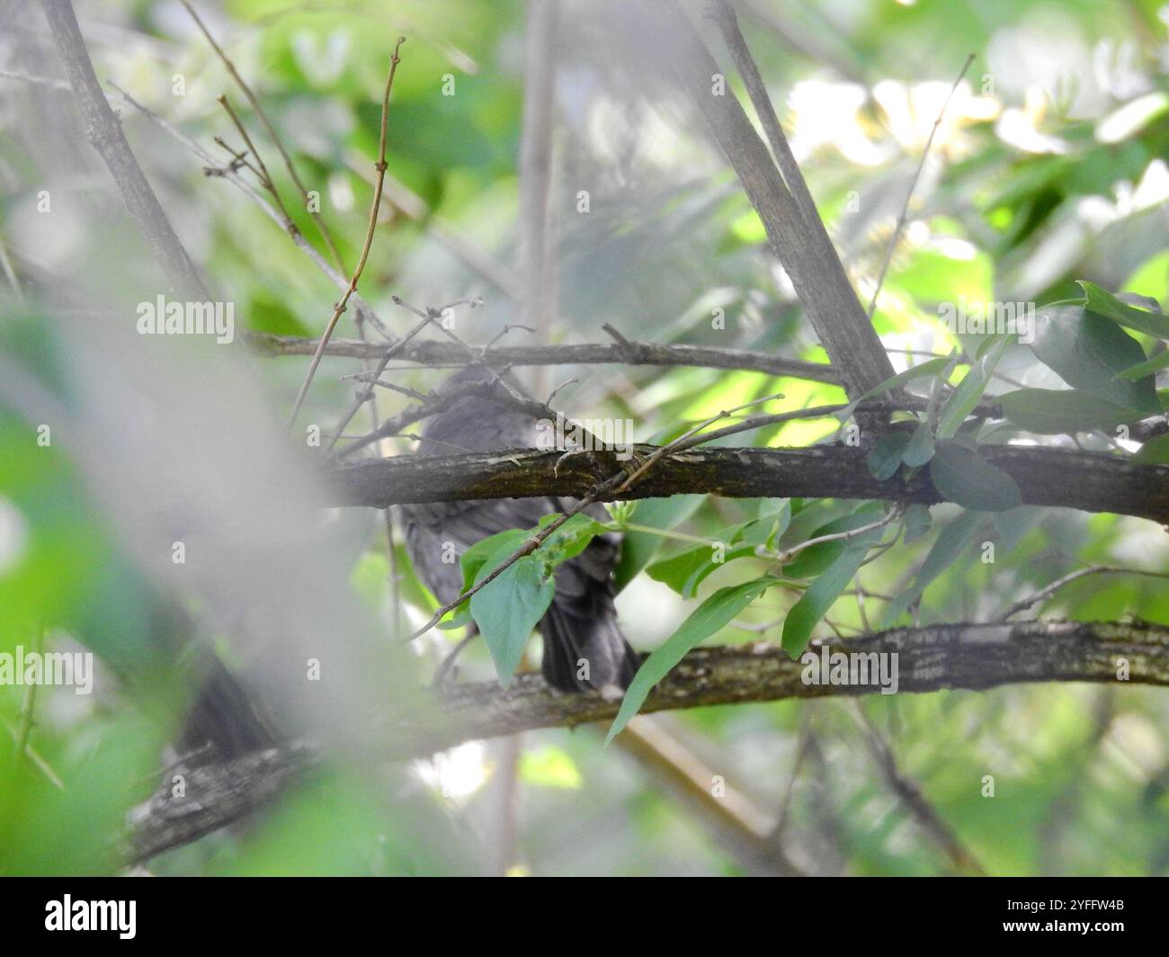 Perching Birds (Passeriformes Stock Photo - Alamy