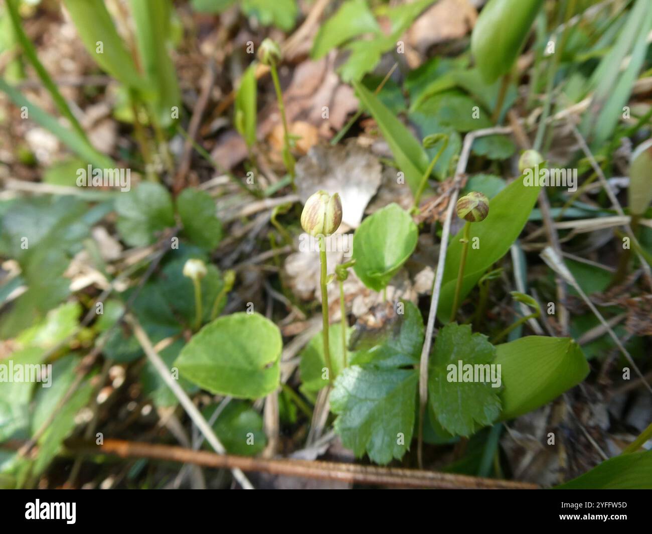 threeleaf goldthread (Coptis trifolia Stock Photo - Alamy