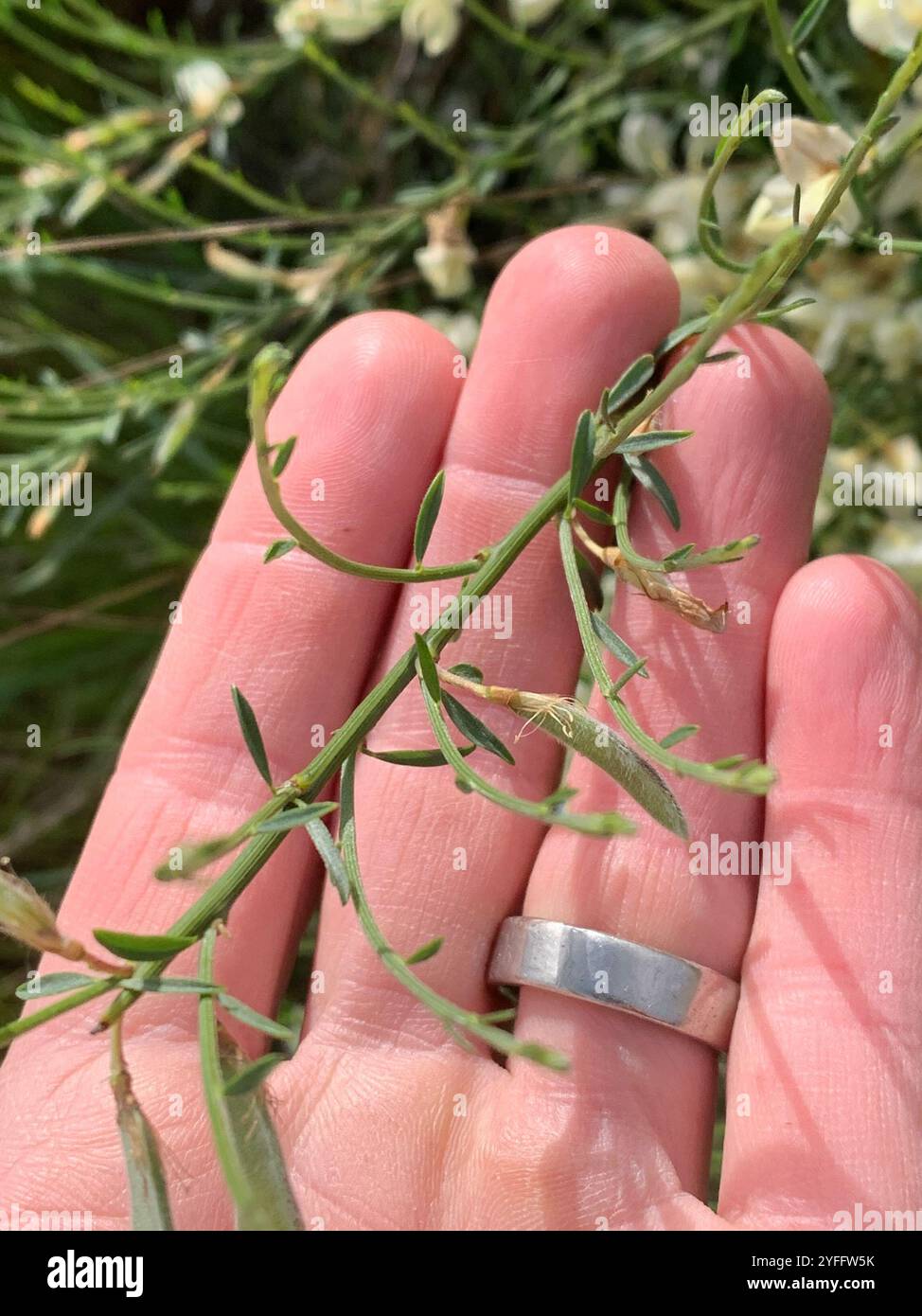 white Spanish broom (Cytisus multiflorus Stock Photo - Alamy
